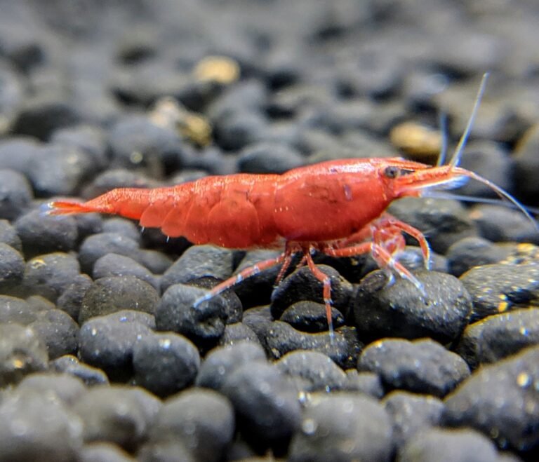 (B) Red Shrimp (Neocaridina davidi var. Red) – SNK Aqua Pets | Live ...