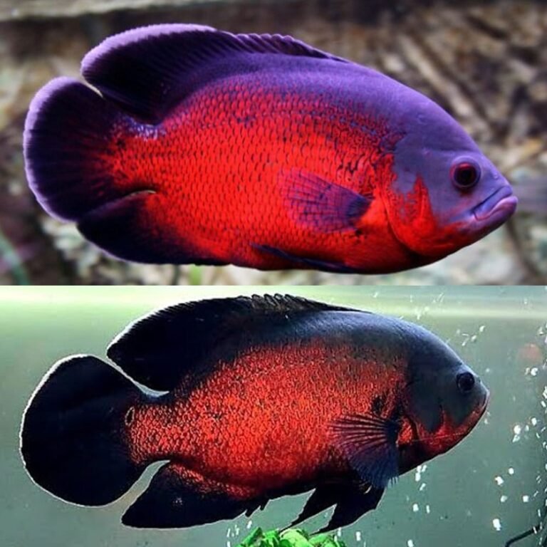 (F4) Red Copper oscar Cichlid [≈ 3 inches] – SNK Aqua Pets | Live ...