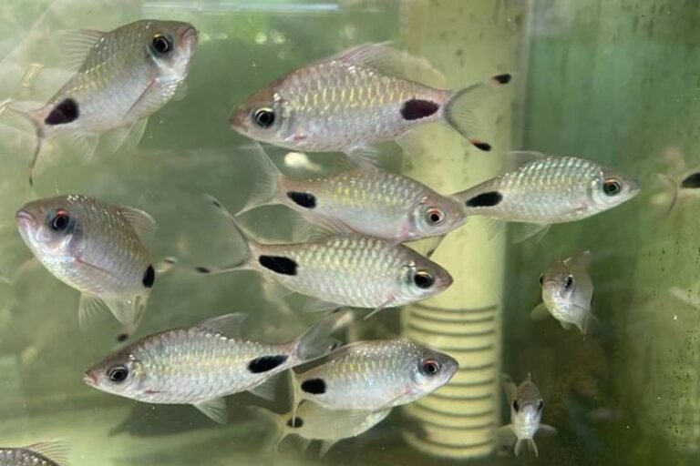 (P) Filament Barb (Dawkinsia filamentosa) – SNK Aqua Pets | Live ...