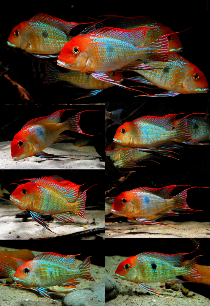 (F2) RED HEAD TAPAJOS GEOPHAGUS (≈2.5 to 3 inches) – SNK Aqua Pets ...