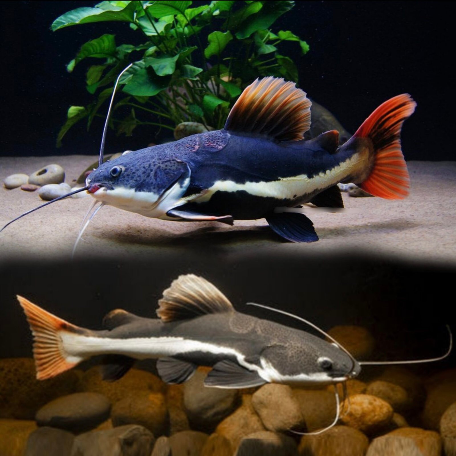(E) Red Tail Catfish (Phractocephalus hemioliopterus) [ ≈2.5 inches & 3 ...