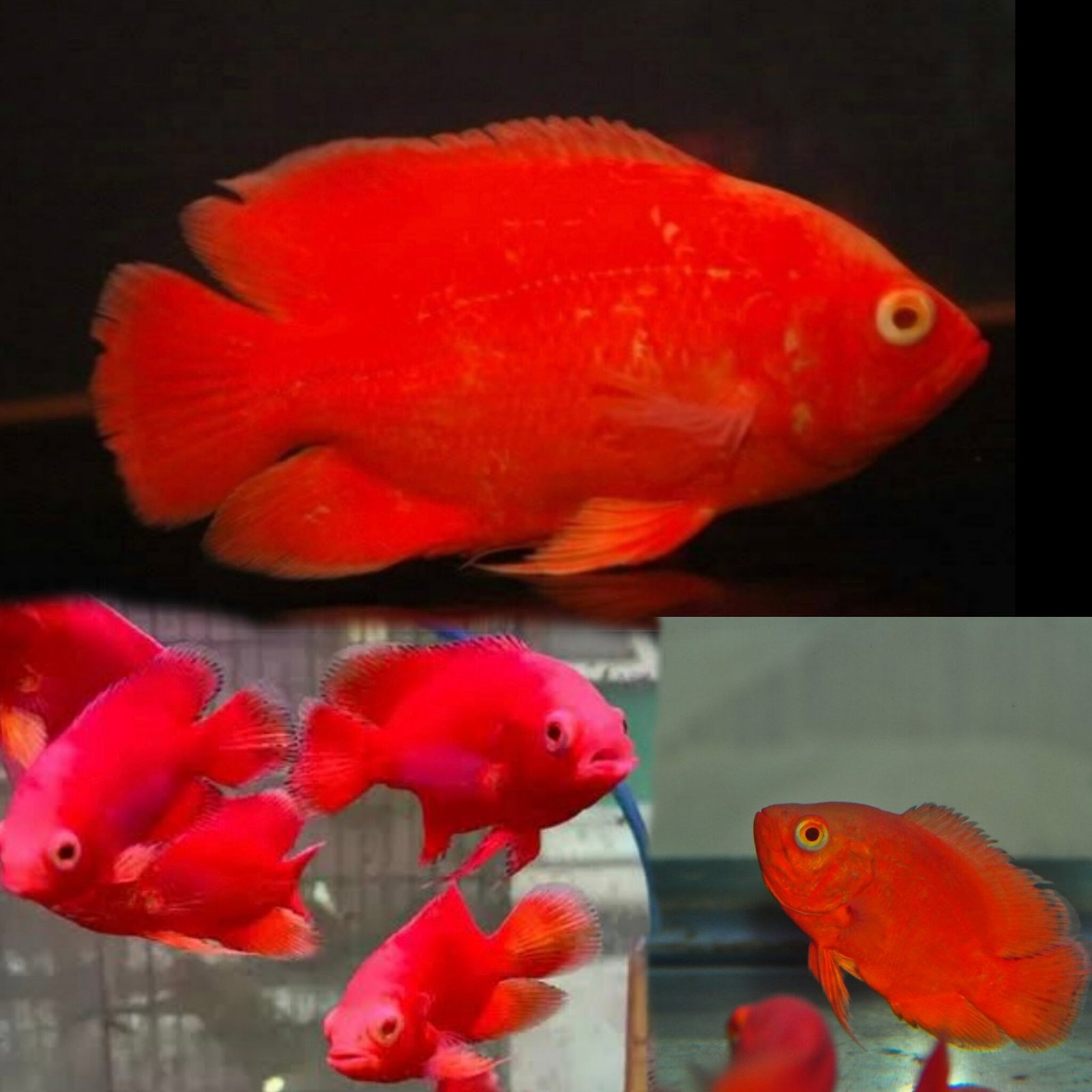 (F4) Red Chilli Cichlid [≈ 3 inches] – SNK Aqua Pets | Live Aquarium ...