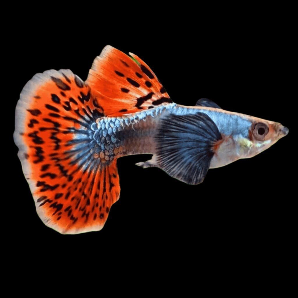 (G) Chilli Mosaic Guppy (Poecilia reticulata)[male + female pair] – SNK ...