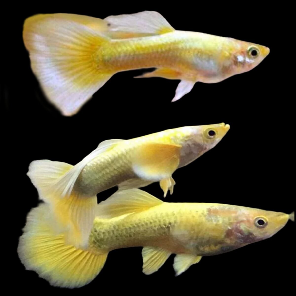 (G) Golden Guppy (Poecilia reticulata)(medium quality)[male + female ...