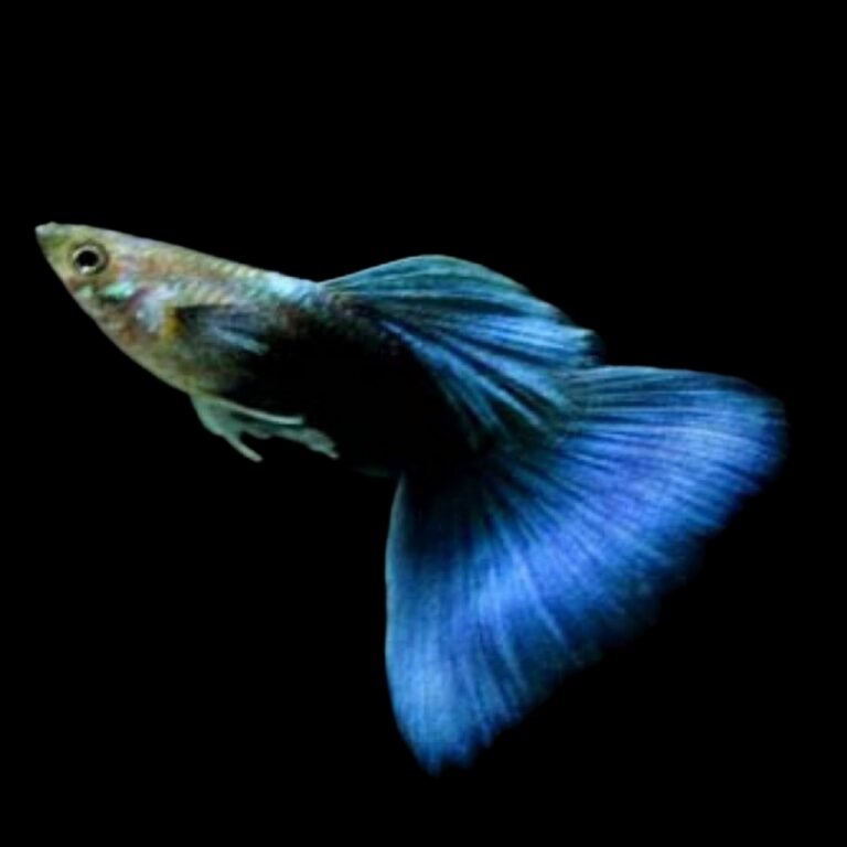 (G) HB Blue Guppy (Poecilia reticulata) – SNK Aqua Pets | Live Aquarium ...
