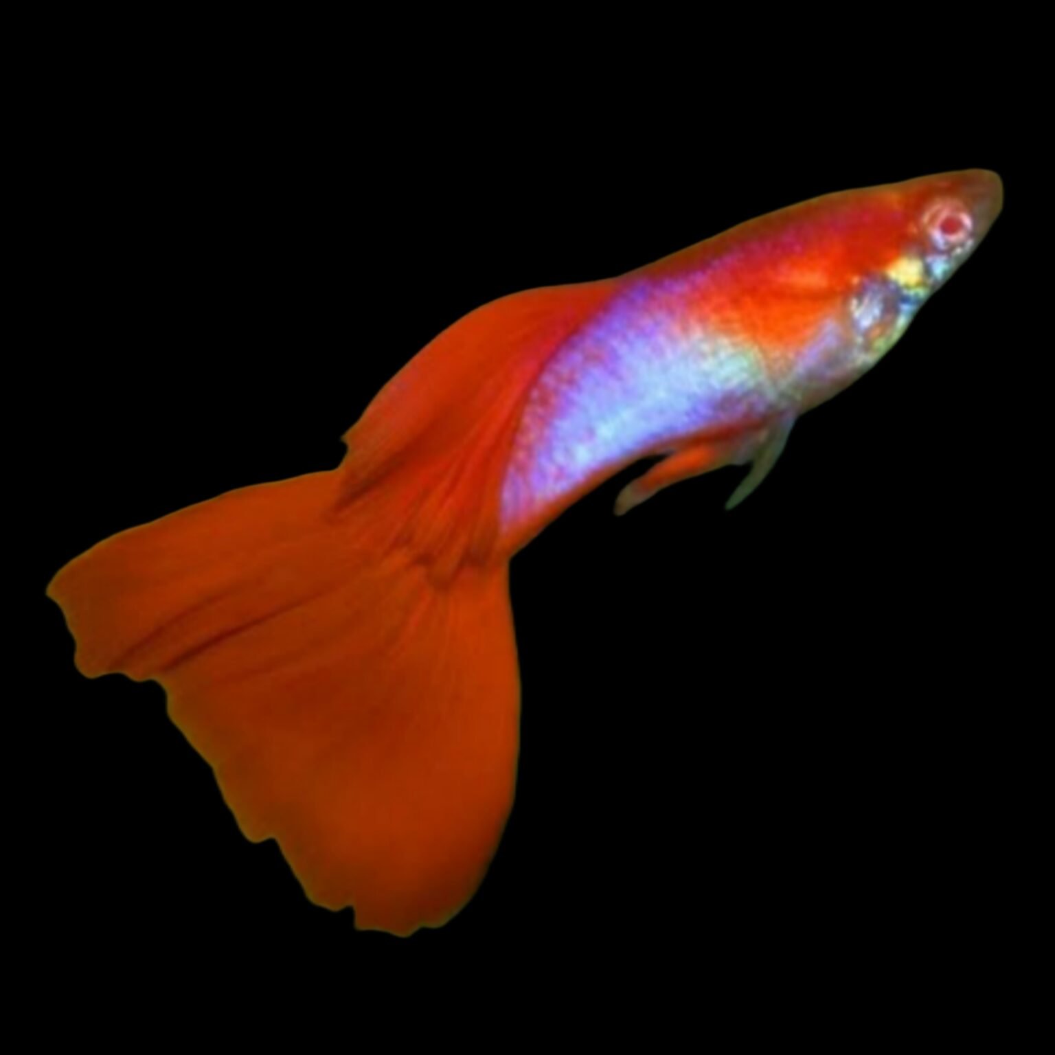 (G) Japanese Red Guppy (Poecilia reticulata) – SNK Aqua Pets | Live ...