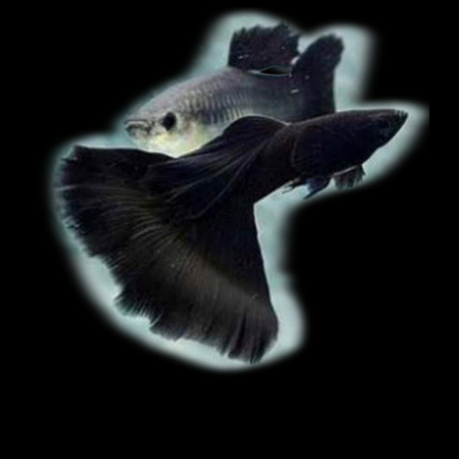 (G) Jet Black Guppy (Poecilia reticulata) – SNK Aqua Pets | Live ...