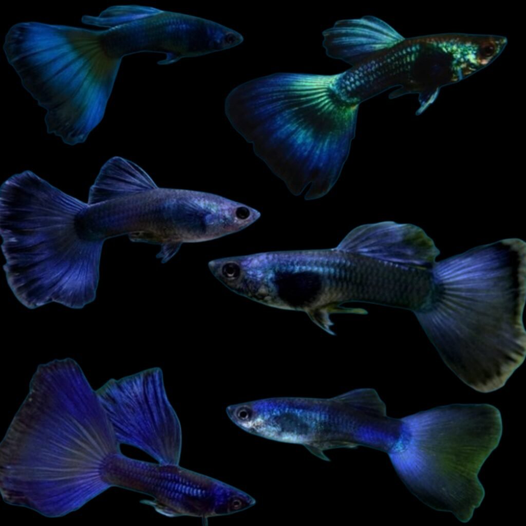 (G) Moscow Guppy (Poecilia reticulata) – SNK Aqua Pets | Live Aquarium ...