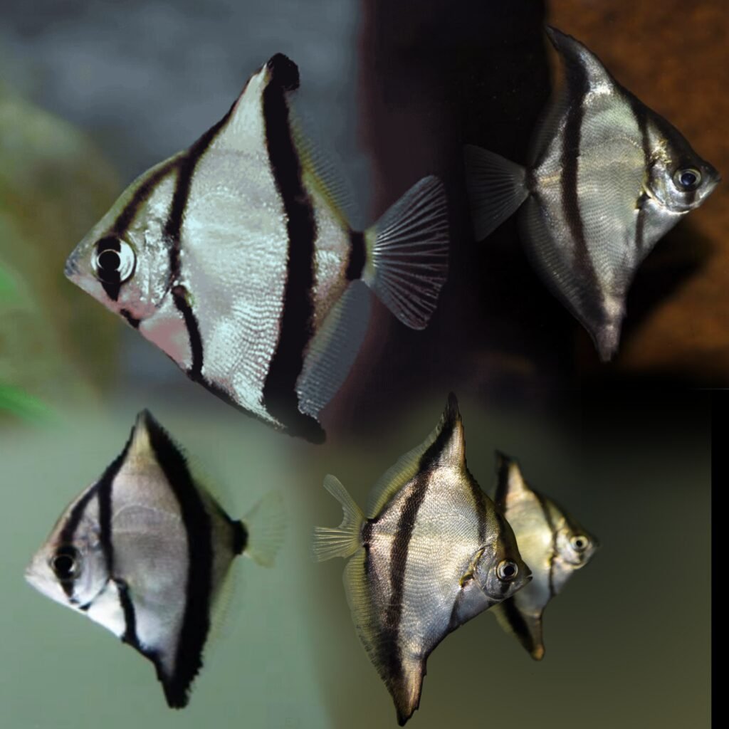 MONO SEBAE ANGEL FISH – SNK Aqua Pets | Live Aquarium Fish Chennai