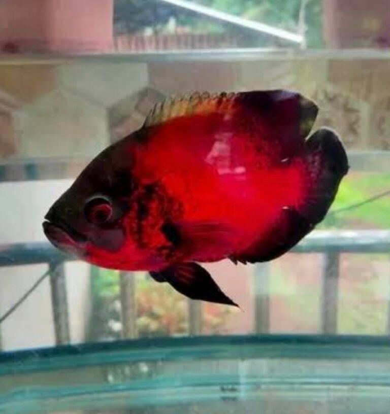 (F4) Red Copper oscar Cichlid [≈ 3 inches] – SNK Aqua Pets | Live ...