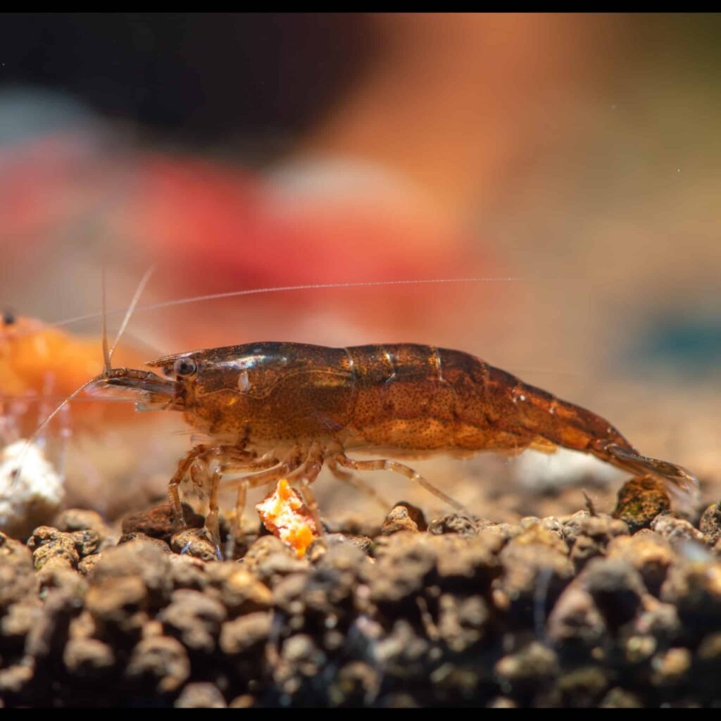 (B) Choco Shrimp (Neocaridina davidi var. Chocolate) – SNK Aqua Pets ...