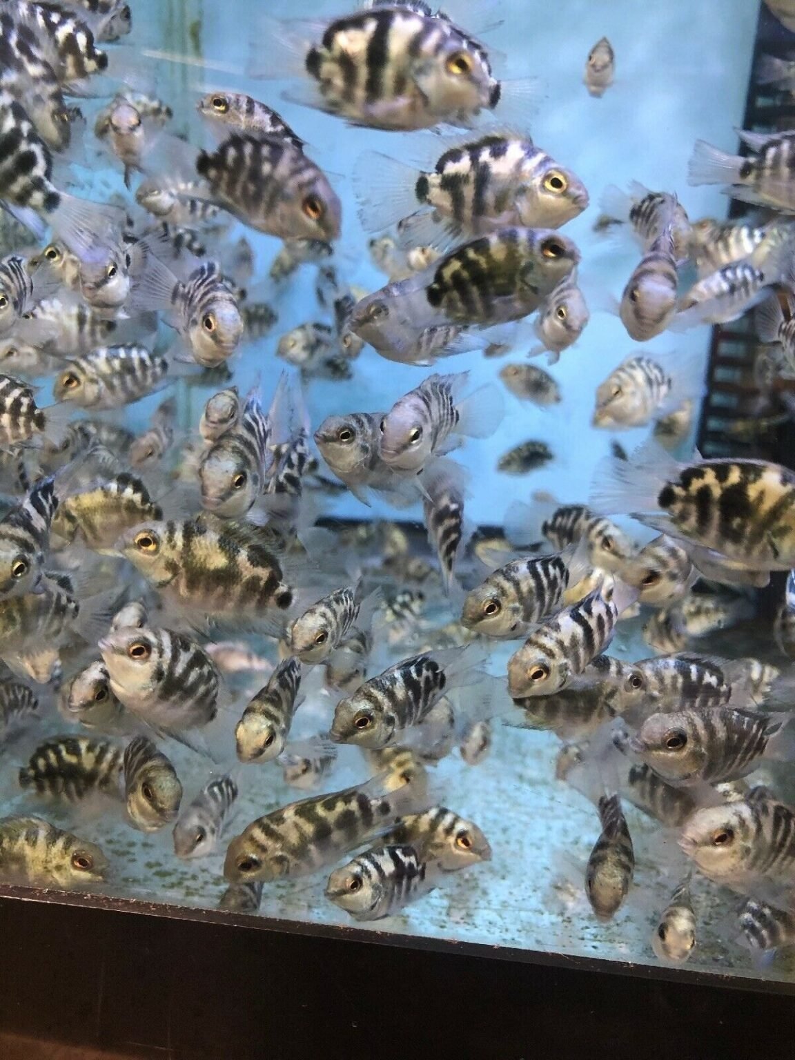 (F9) Polar Blue Parrot Cichlid (≈2 inches)#semi adult – SNK Aqua Pets ...