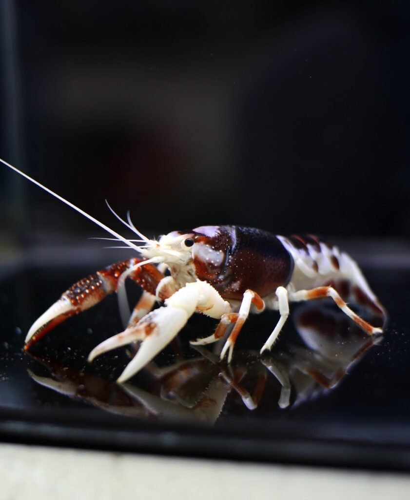 (UEE) Brown Ghost Crayfish (Procambarus clarkii – Brown Ghost Morph ...