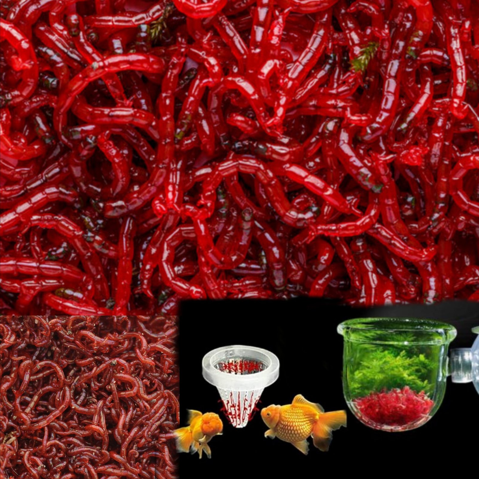 (A) Bloodworms – Protein-Rich Natural Fish Food – SNK Aqua Pets | Live ...