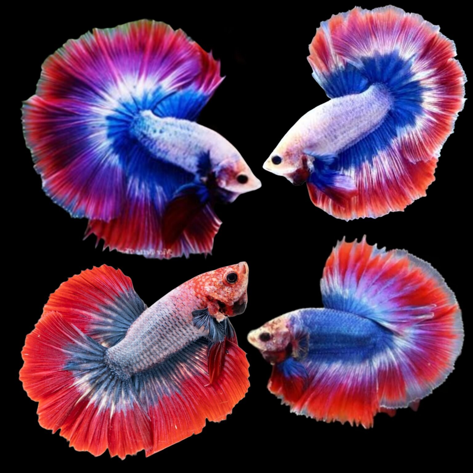 (KD) Thai Flag Fancy Ohm Betta Male (From Thailand) – SNK Aqua Pets ...