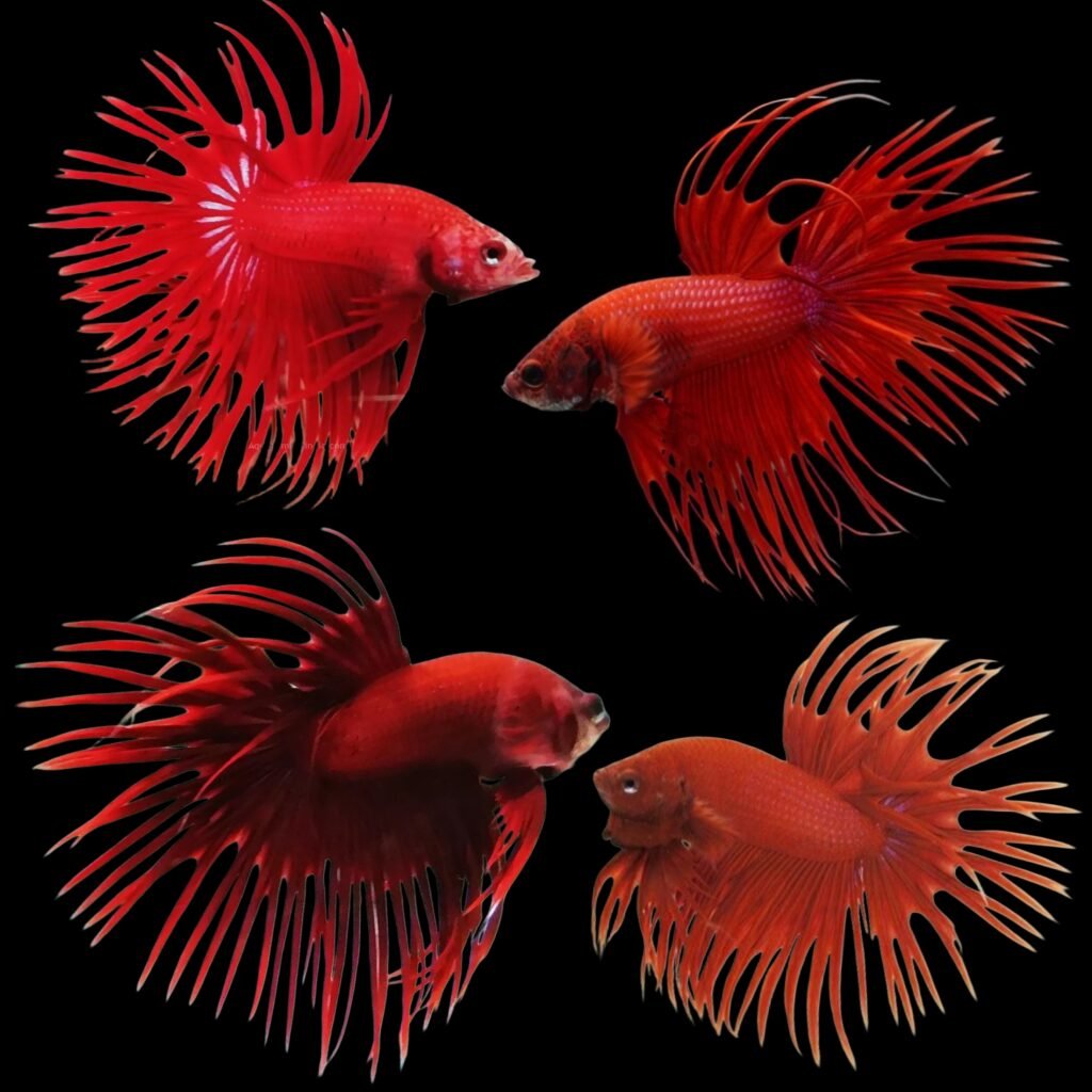 (LA) Red Crown Tail Betta Male (From Thailand) – SNK Aqua Pets | Live ...