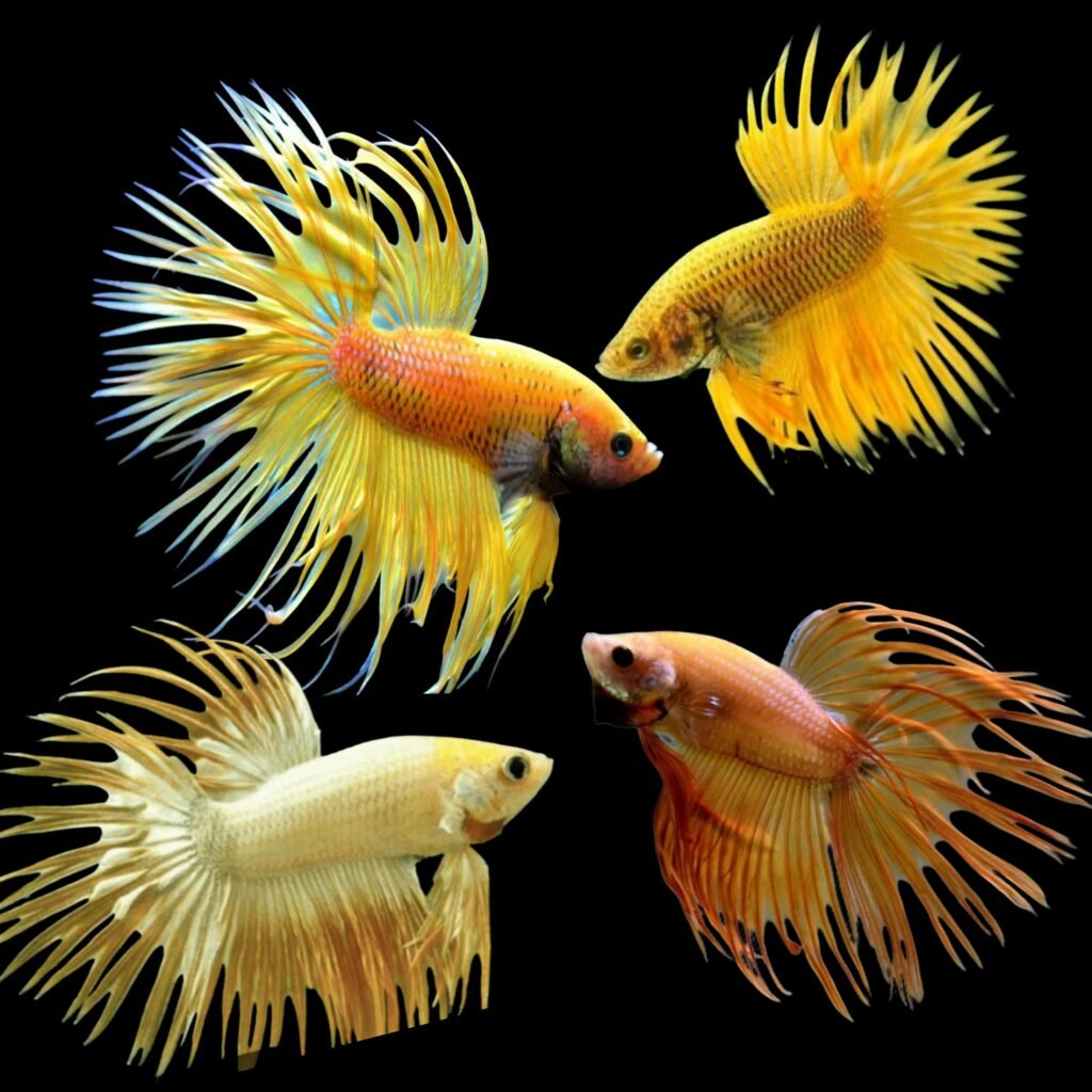 (LB) Yellow Crowntail Betta Male (From Thailand) – SNK Aqua Pets | Live ...