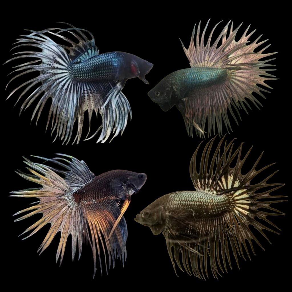 (LC) Copper Crowntail Betta Male (From Thailand) – SNK Aqua Pets | Live ...