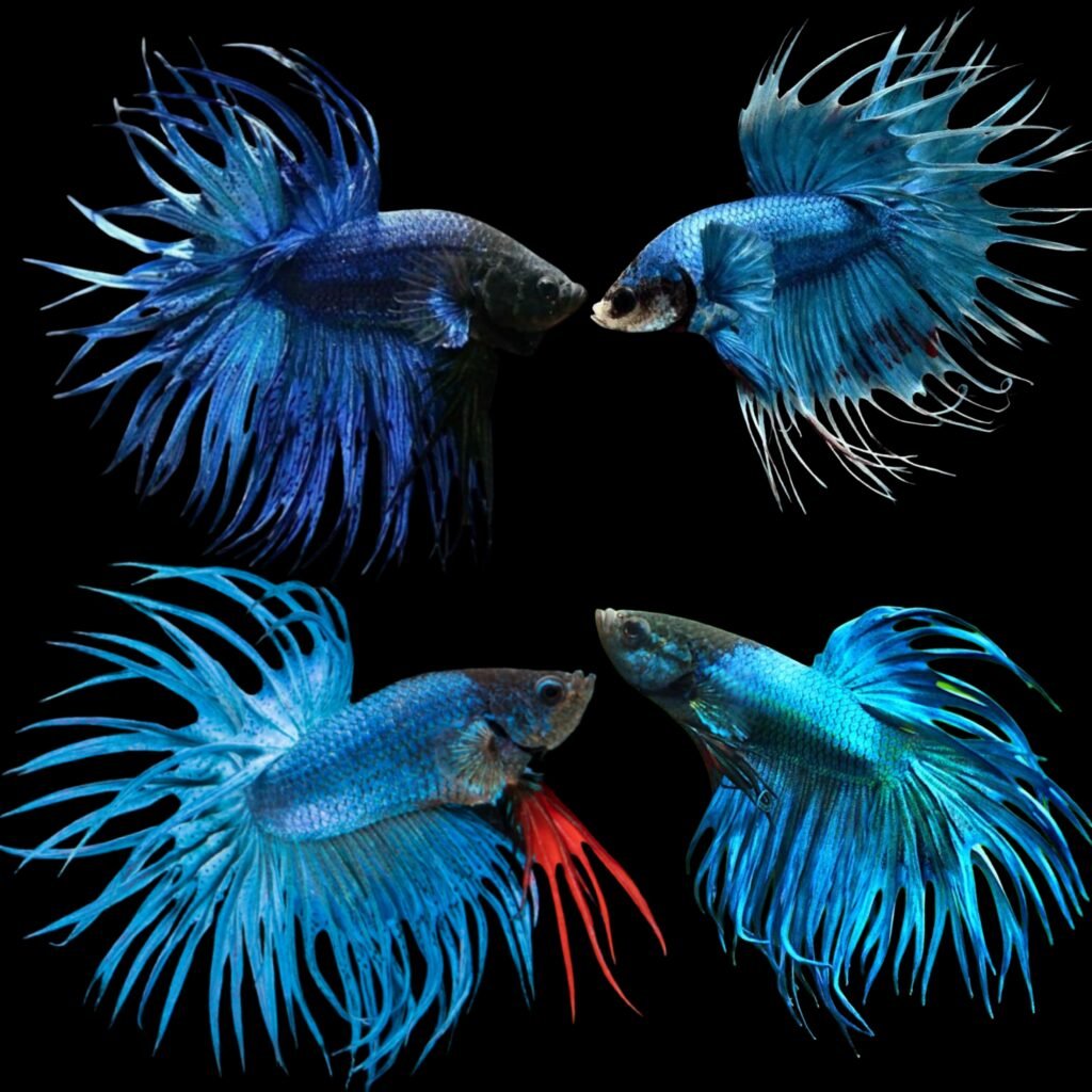 (LAA) Blue Crown Tail Betta Male (From Thailand) – SNK Aqua Pets | Live ...