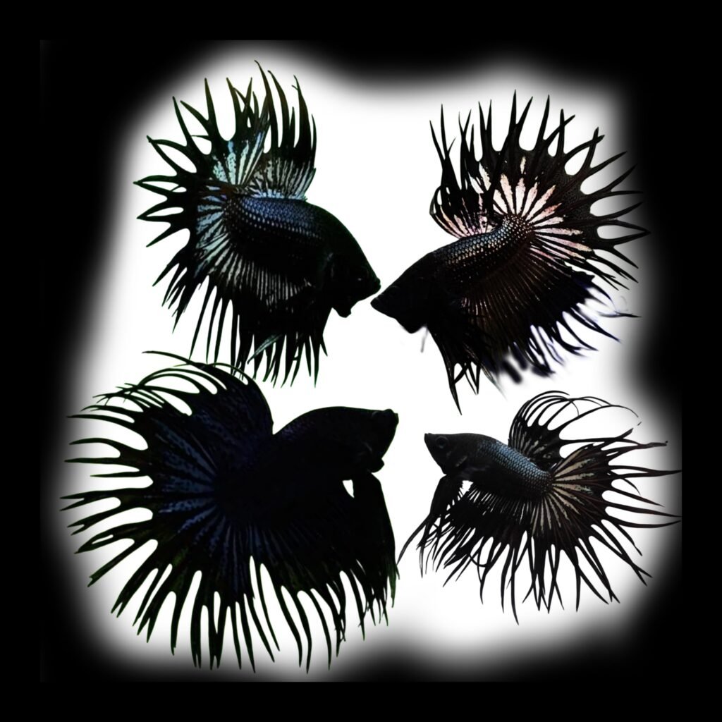 (LDD) Jet Black Crowntail Betta Male (From Thailand) – SNK Aqua Pets ...