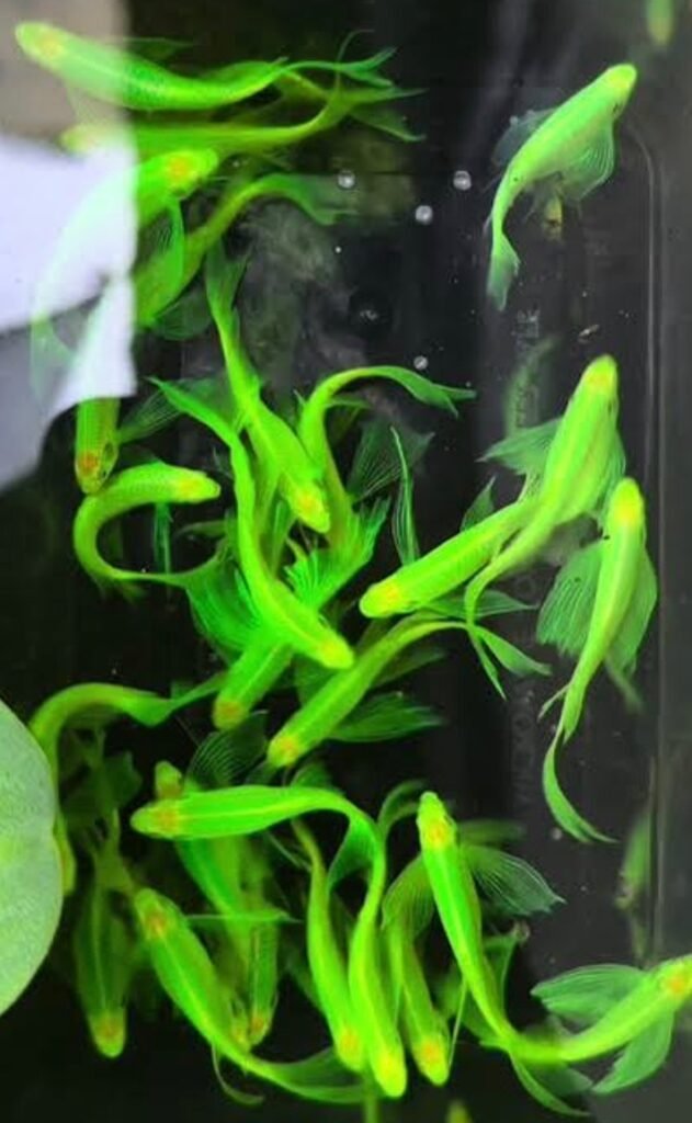 (QE) Veiltail Dark Green Zebra Danio (Danio rerio var. Long Fin ...