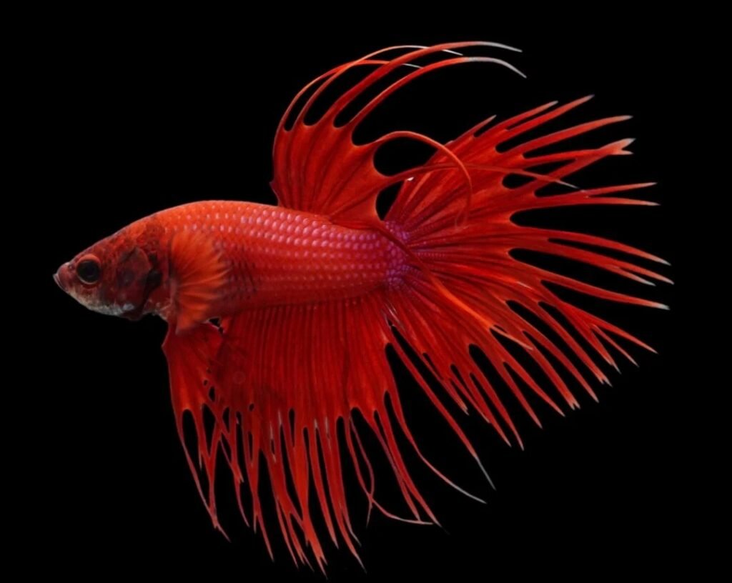 (LA) Red Crown Tail Betta Male (From Thailand) – SNK Aqua Pets | Live ...