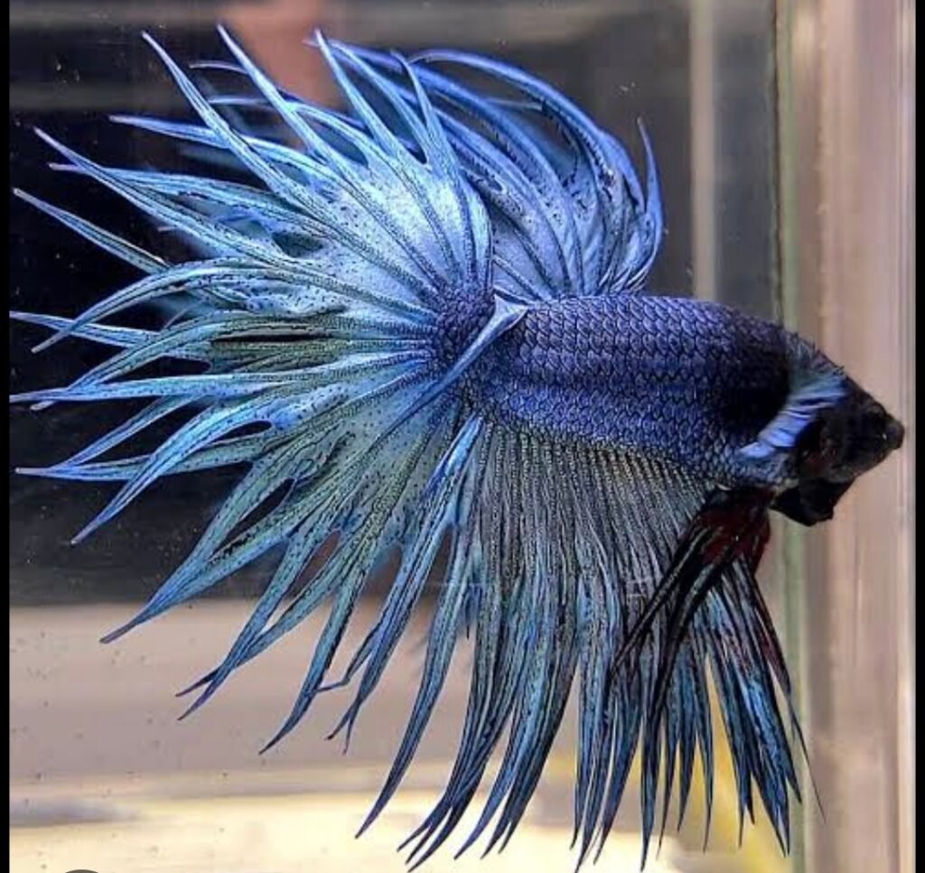 (LCC) Dark Blue Crowntail Betta Male (From Thailand) – SNK Aqua Pets ...