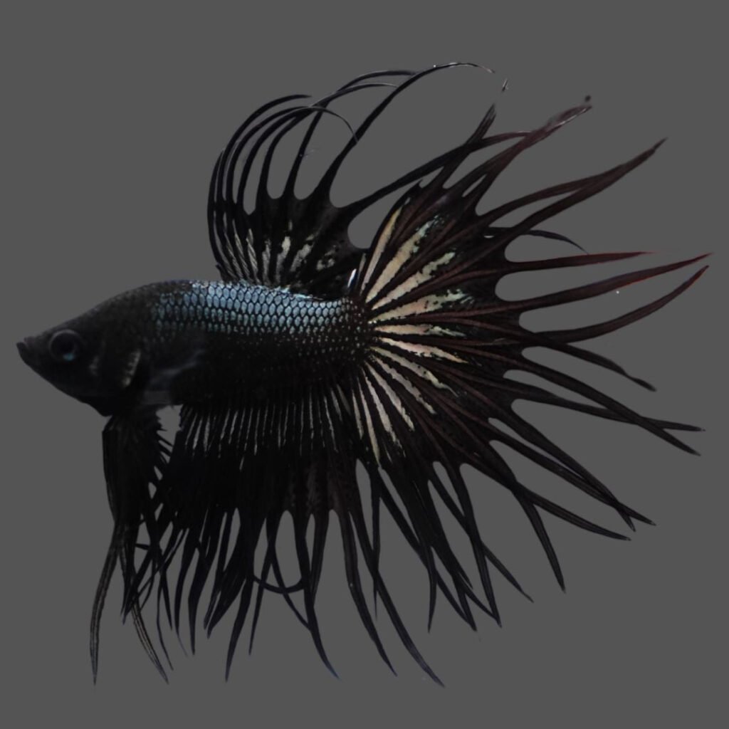 (LDD) Jet Black Crowntail Betta Male (From Thailand) – SNK Aqua Pets ...