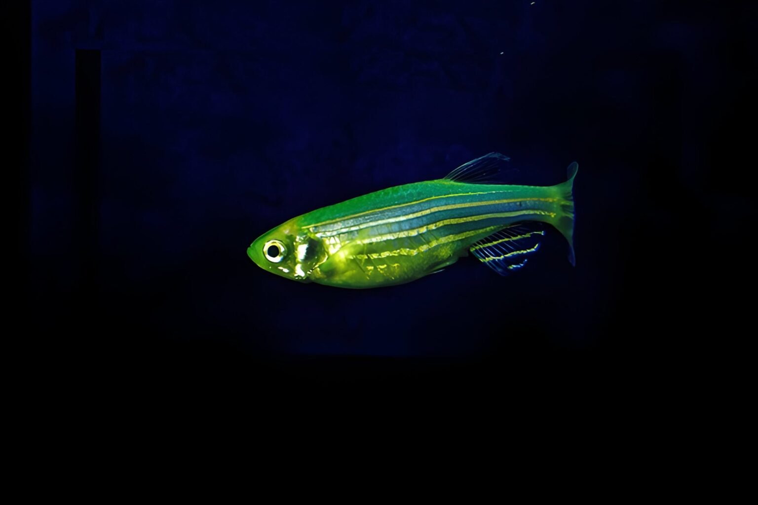 (QBB) Glow Dark Green Zebra Danio (Danio rerio var. GloFish) – SNK Aqua ...