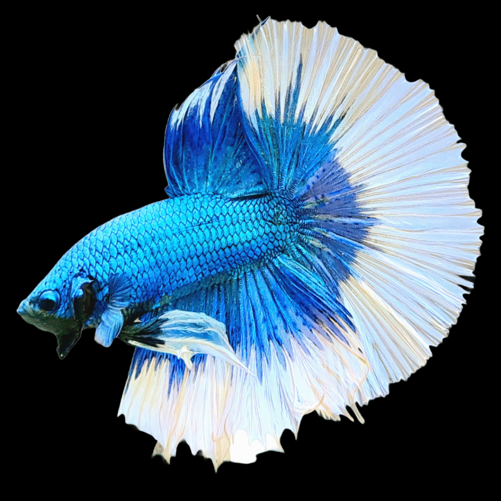 (KBB) Blue Butterfly Fancy Ohm Betta Male (From Thailand) – SNK Aqua ...