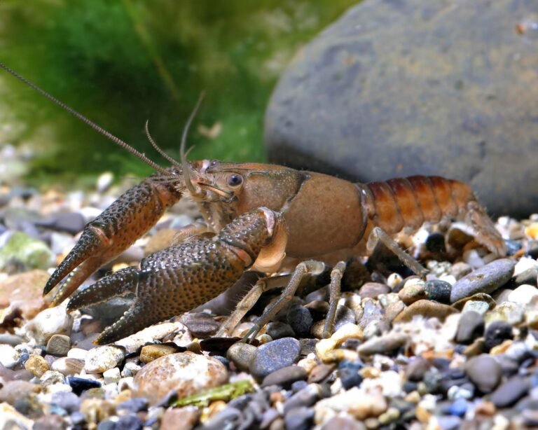 (UF) Brown Crayfish (Procambarus clarkii – Brown Morph / Wild Type ...