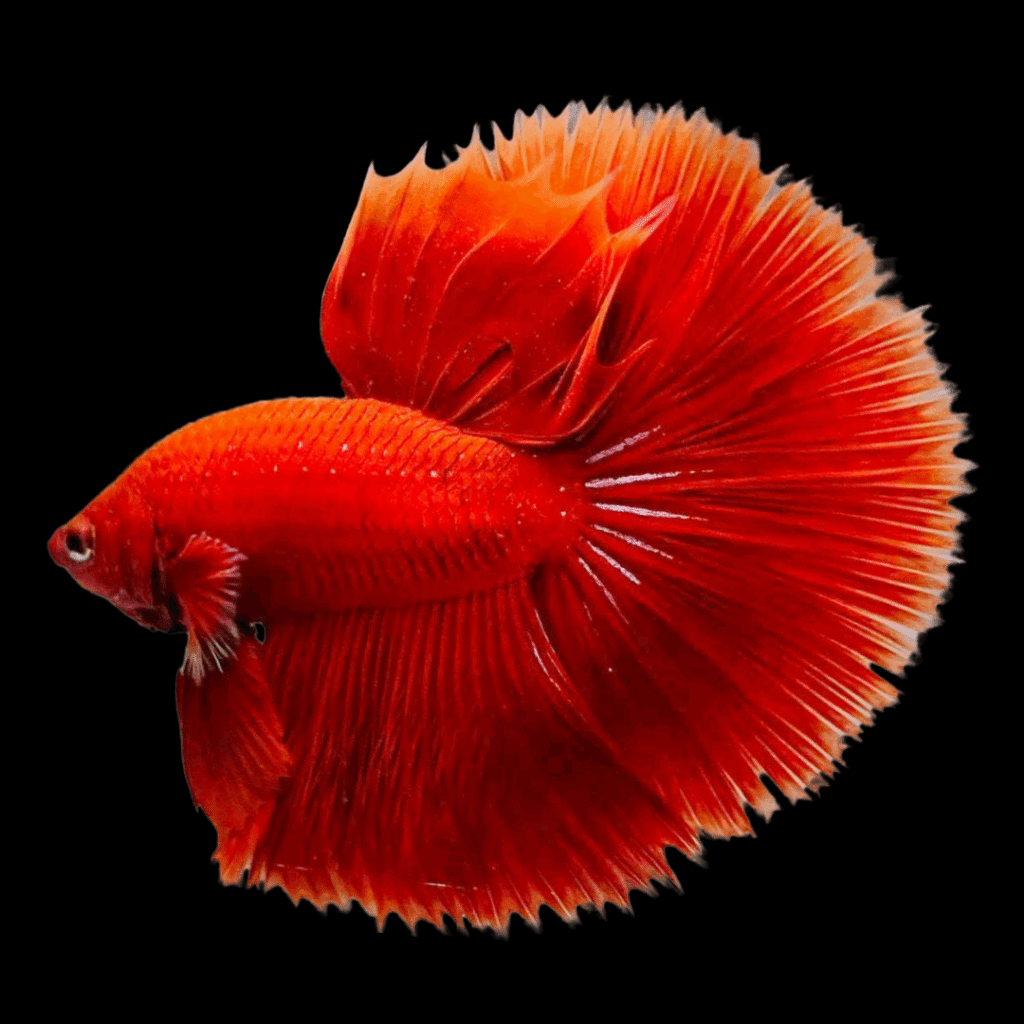 (J) Solid Red Ohm Betta Male (From Thailand) – SNK Aqua Pets | Live ...