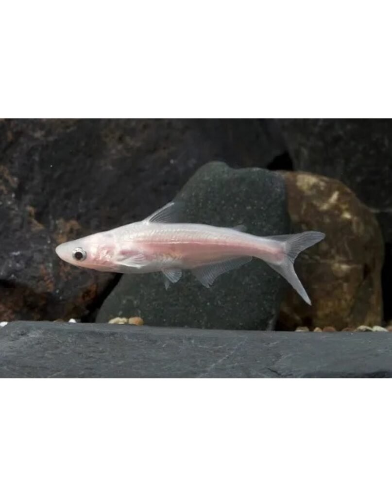 (ZB) Albino Tiger Shark – SNK Aqua Pets | Live Aquarium Fish Chennai