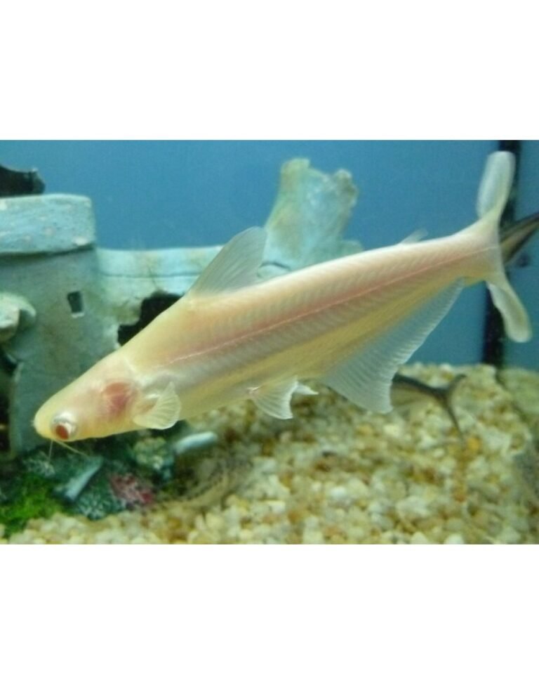 (ZB) Albino Tiger Shark – SNK Aqua Pets | Live Aquarium Fish Chennai