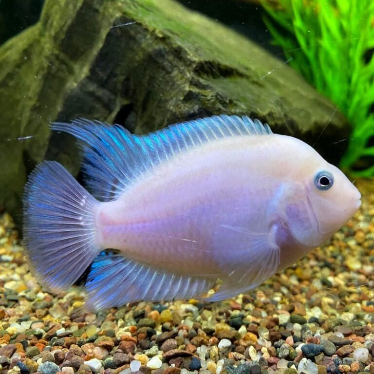 (F82) White Convict Cichlid (Amatitlania nigrofasciata – Albino/White ...