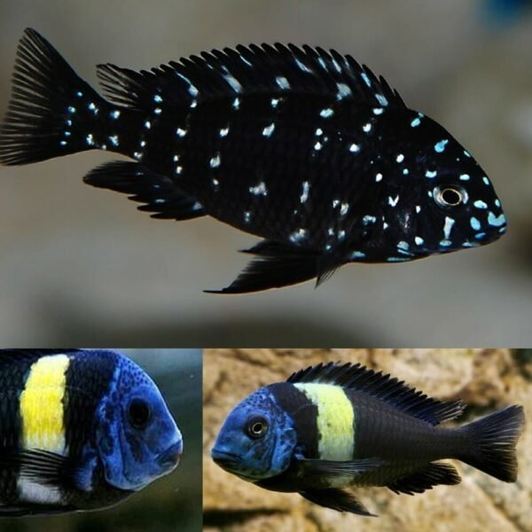 (ALL) Spotted Duboisi (Tropheus duboisi “Spotted”)[≈2 inches] – SNK ...