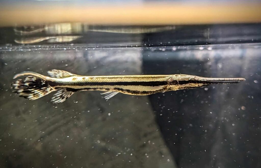 (AL) Florida Gar (Lepisosteus platyrhincus) – SNK Aqua Pets | Live ...
