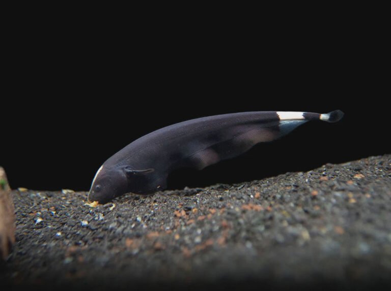 (LL) Black Ghost Knife Fish (Apteronotus albifrons) [≈2.5 – 3 inches ...