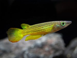 (C3) Golden Wonder Killifish (Aplocheilus lineatus) – SNK Aqua Pets ...