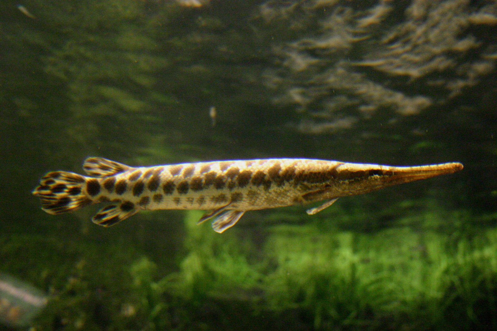 (AL) Spotted Gar (Lepisosteus oculatus) – SNK Aqua Pets | Live Aquarium ...