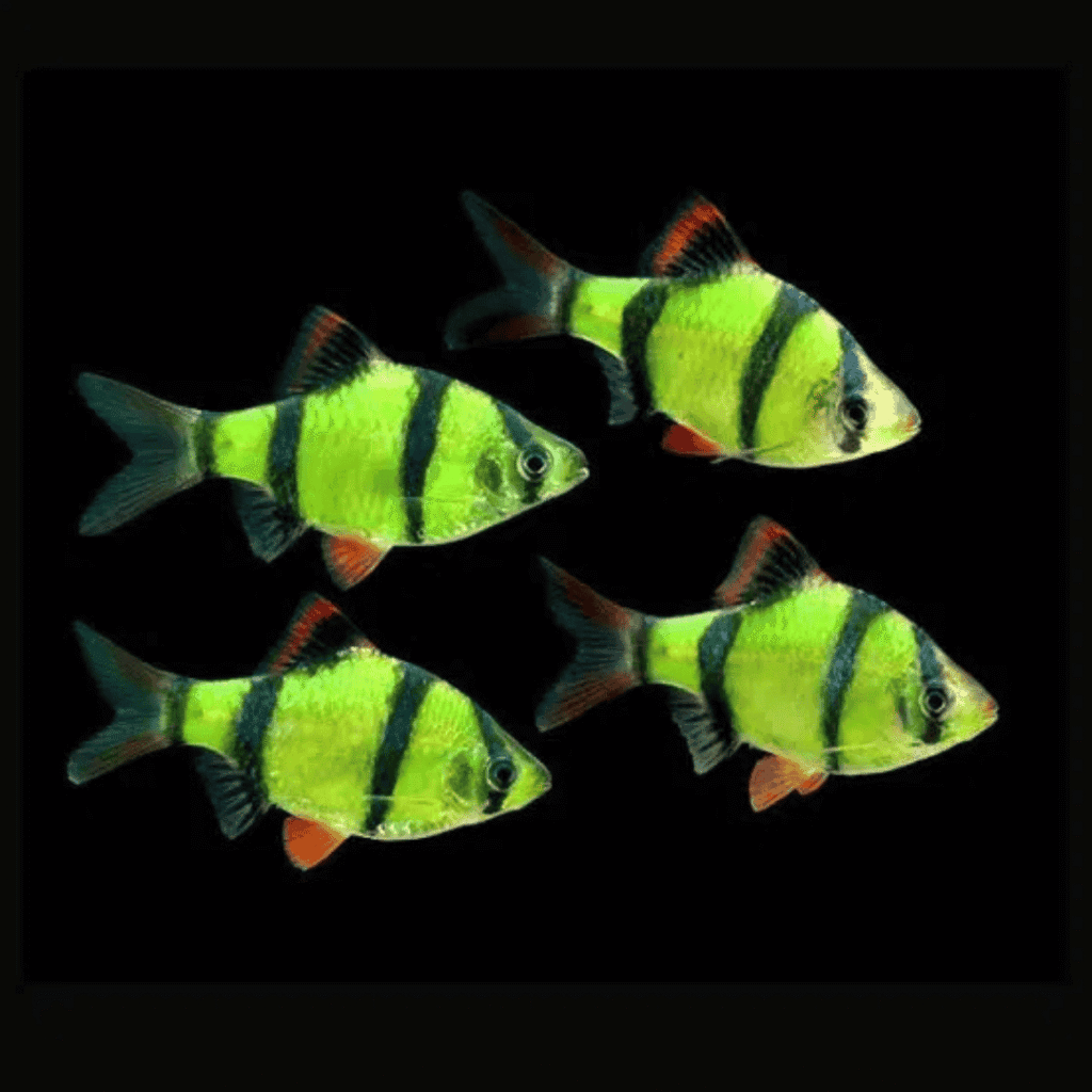 (P1) Fluorescent Green Tiger Barb (Puntigrus tetrazona – Green Variant ...