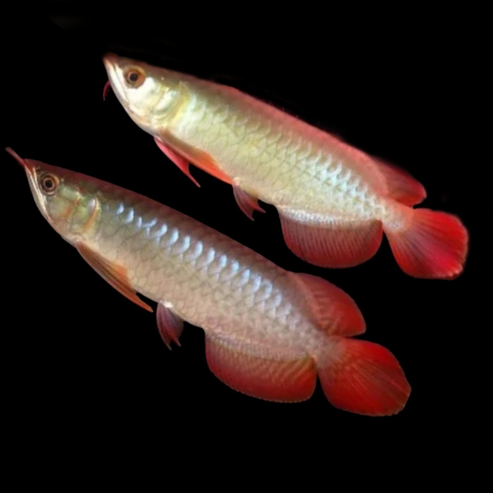 (AD) Red Tail Golden Arowana (Scleropages formosus “Red Tail Golden ...