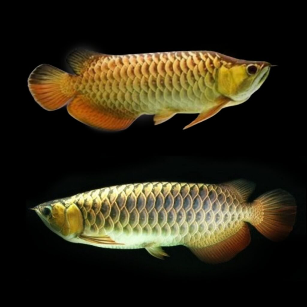 (ADD) Golden Arowana (Crossback Golden) (Scleropages formosus ...