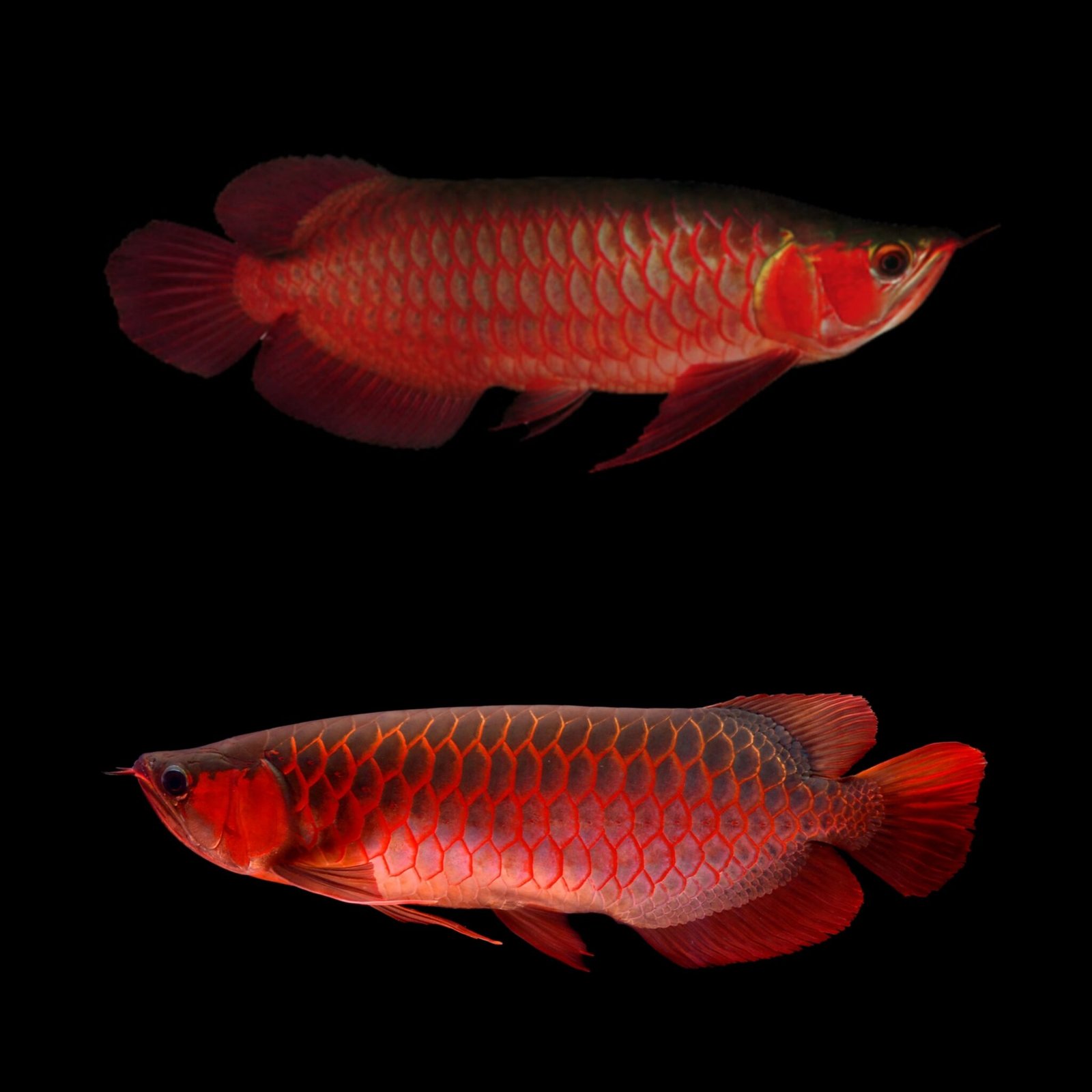 (AFF) Malaysian Red Arowana (Scleropages formosus “Malaysian Red”)(6 ...
