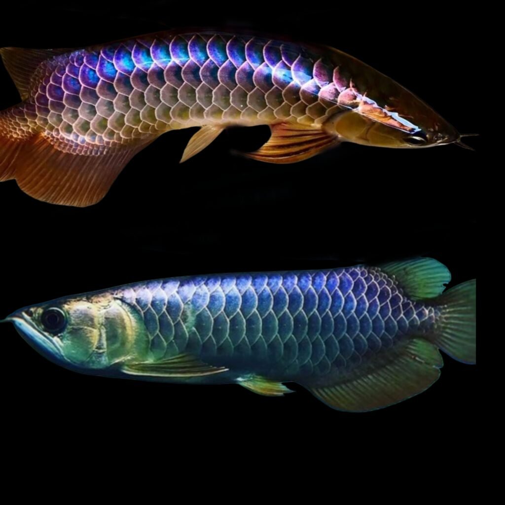 (AGG) Blue Base Arowana (Rare) (Scleropages formosus “Blue Base”) – SNK ...