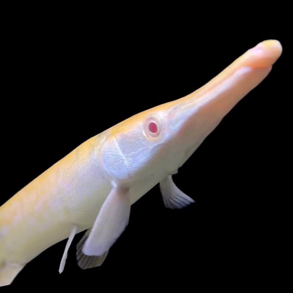 (AL) Albino Gar (Ctenolucius hujeta – Albino Variant)(≈10+ inches ...