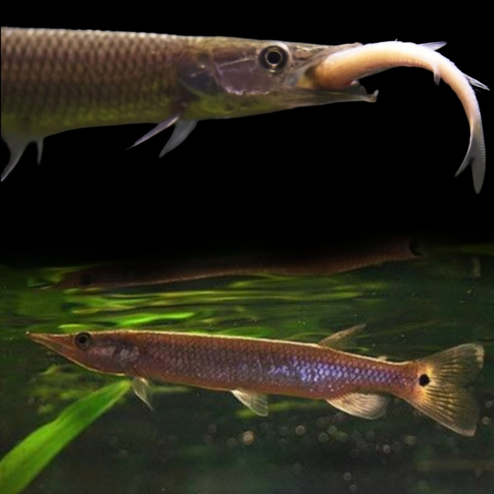 (AL) Rocket Gar Hujeta (Ctenolucius hujeta) – SNK Aqua Pets | Live ...