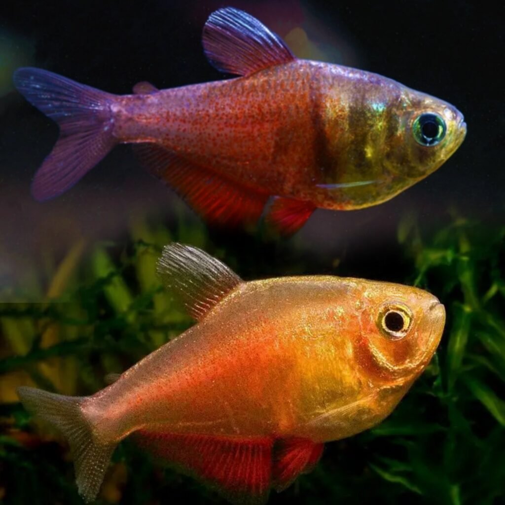 (C1) Flame Tetra (Hyphessobrycon flammeus) – SNK Aqua Pets | Live ...