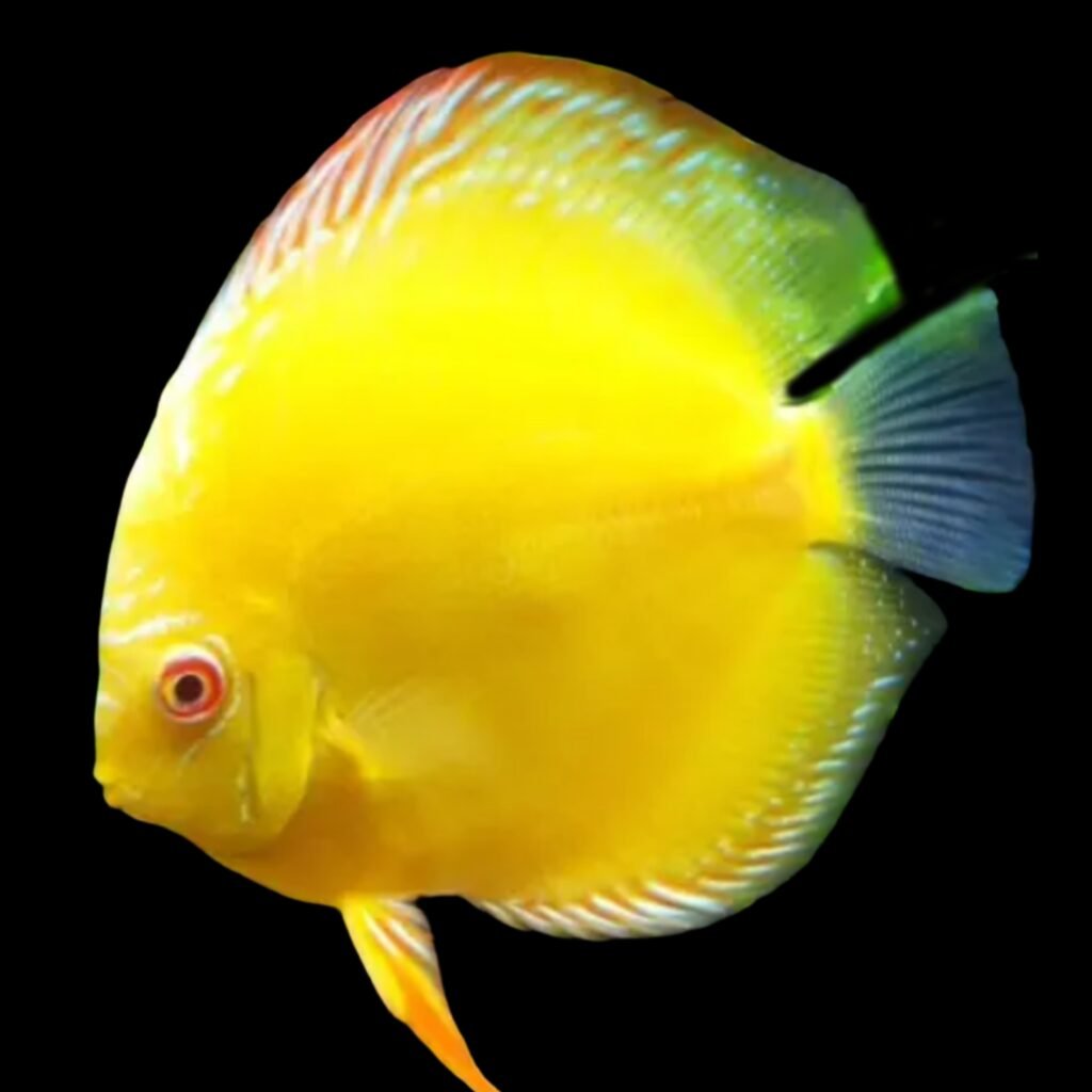 (F31) Millennium Golden Discus Fish (Symphysodon aequifasciatus) – SNK ...