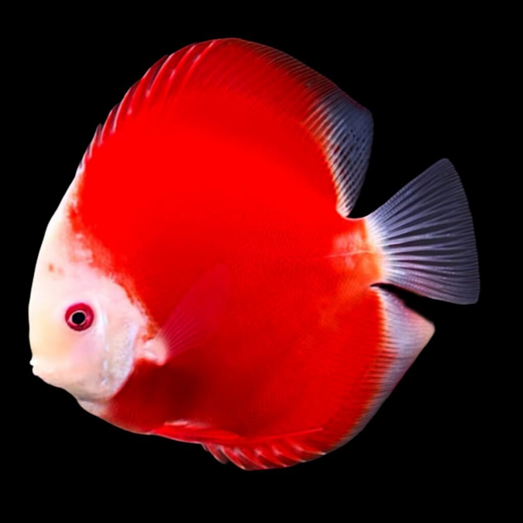 (F31) Malaysian White Face Super Red Discus Fish (Symphysodon ...